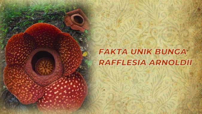 Fakta Unik Rafflesia Arnoldii, Bunga Terbesar di Dunia yang Tumbuh di ...
