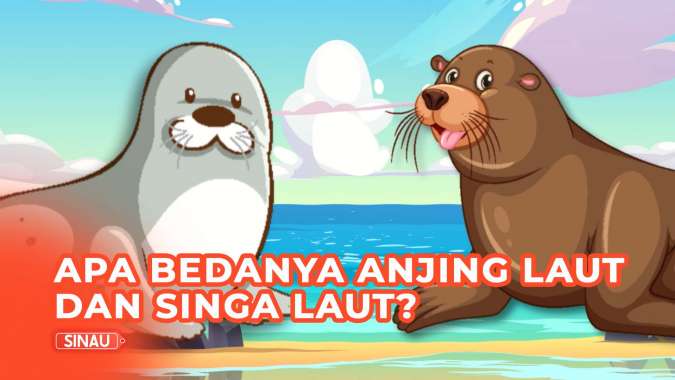 Serupa Tapi Tak Sama, Apa Perbedaan Singa Laut dan Anjing Laut?