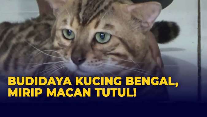 Budidaya Kucing Bengal, Coraknya Unik Mirip Macan Tutul!
