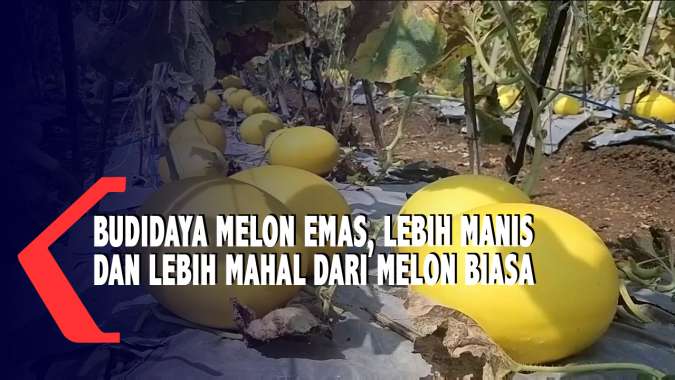 Budidaya Melon Emas, Lebih Manis dan Lebih Mahal Dari Melon Biasa