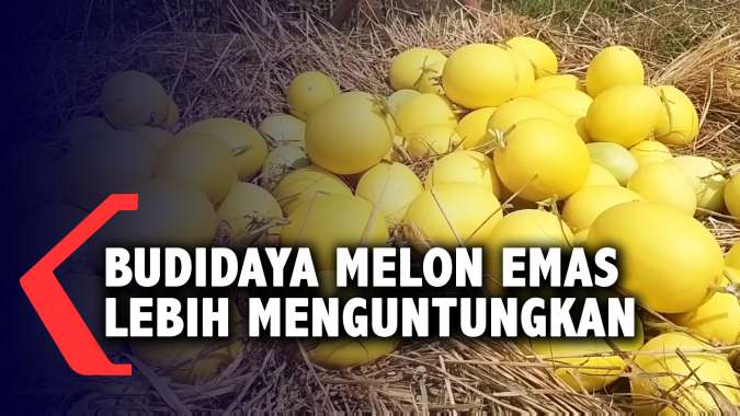 Budidaya Melon Emas Lebih Menguntungkan Bagi Petani