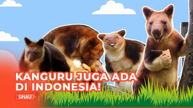 Mengenal Kanguru Pohon, Satwa Endemik Indonesia yang Jadi Maskot PON ...