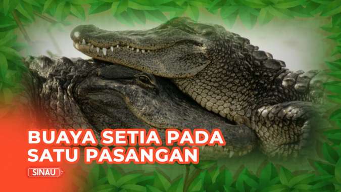 Kasihan! Buaya Sering Jadi Simbol Ketidaksetiaan, Faktanya Bukan Begitu