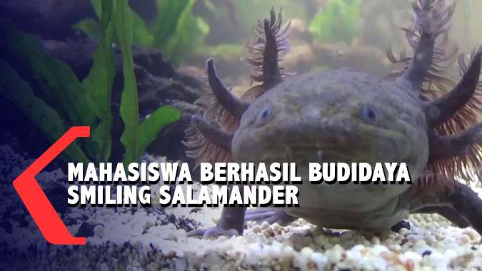 Keren!! Lima Mahasiswa UB Berhasil Budidaya Ikan Langka Axolotl