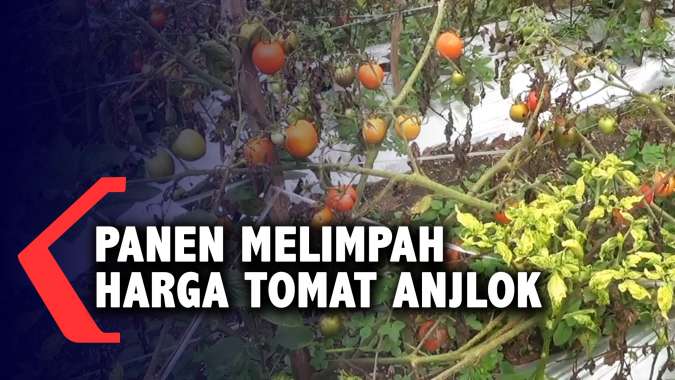 Hasil Panen Melimpah, Harga Jual Tomat Di Tingkat Petani Anjlok