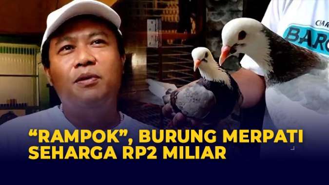 Rampok , sang Burung Merpati Seharga Rp2 Miliar, Dikenal sebagai Raja Juara