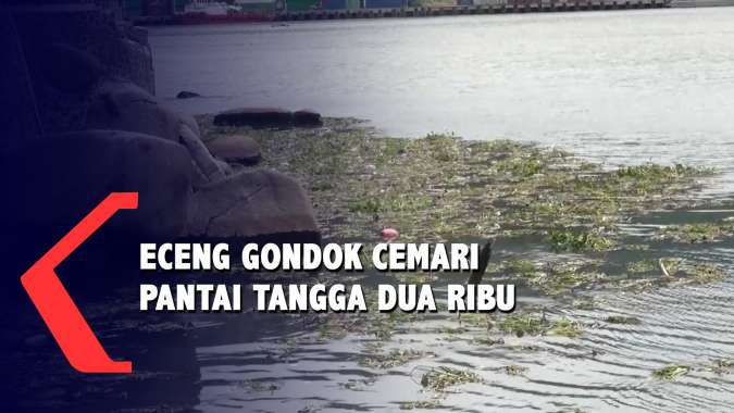 Eceng Gondok Kotori Wisata Pantai Tangga Dua Ribu