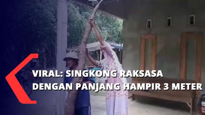 Viral, Singkong Raksasa dengan Panjang Hampir 3 Meter