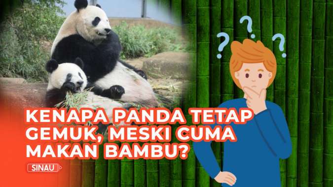 Fakta Unik Panda, Cuma Makan Bambu, Kenapa Tetap Gemuk?