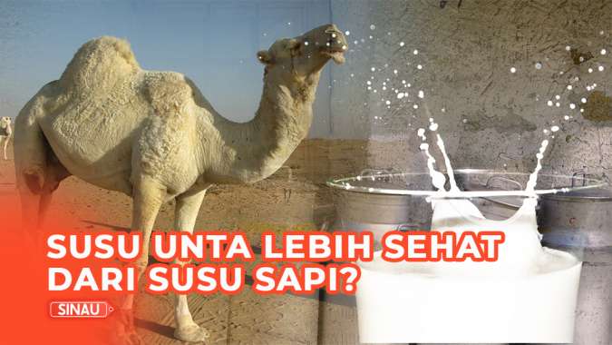Kenali Beragam Khasiat Susu Unta, Apa Saja?