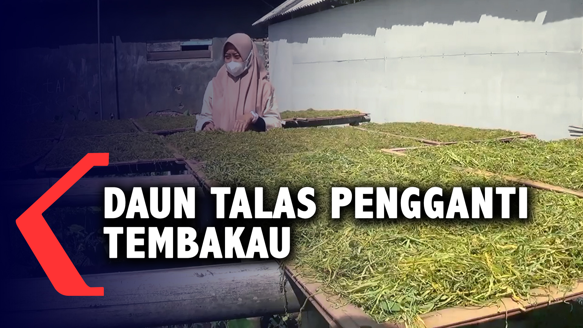 Manfaatkan Daun Talas Sebagai Pengganti Tembakau