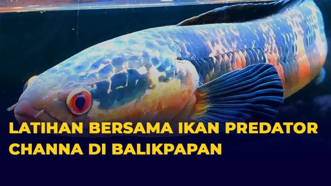Ikan Channa Semakin Digemari Pecinta Ikan di Balikpapan