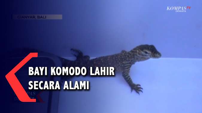 16 Bayi Komodo Lahir Secara Alami Di Bali Safari
