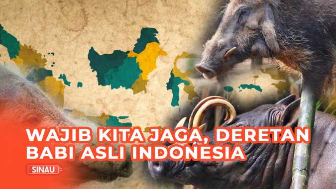 Langka, Babi Ini Asli Indonesia, Ada yang Jelek dan Mirip Setan?