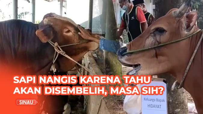 Ternyata Ini Penyebab Sapi Menangis Saat Tahu Akan Disembelih