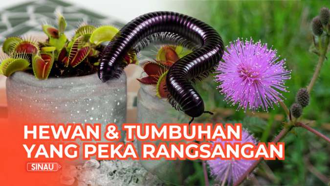5 Hewan dan Tumbuhan yang Peka Terhadap Rangsangan