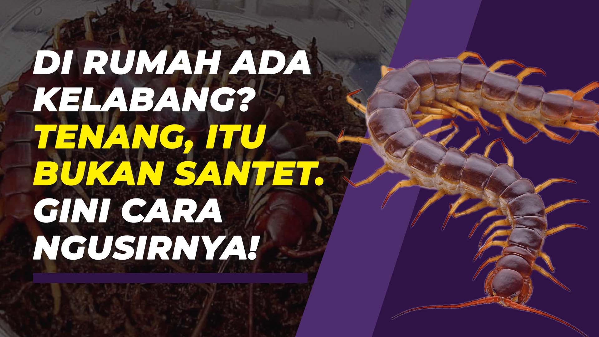 Ini Cara Ampuh Membasmi Kelabang di Rumah