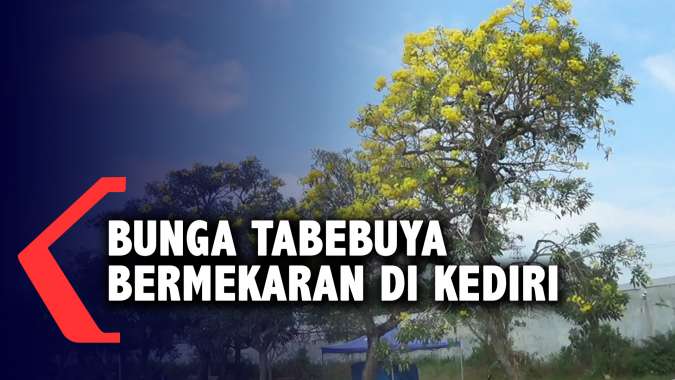 Keindahan Bunga Tabebuya Yang Bermekaran Seperti Bunga Sakura