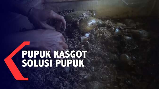 Pupuk Kasgot Solusi Langkanya Pupuk Subsidi