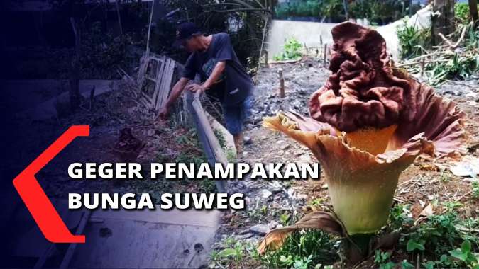Bunga Suweg Sejenis Bunga Bangkai Tumbuh Di Depok