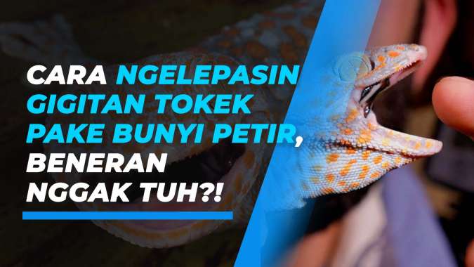 Cara Mudah Melepaskan Gigitan Tokek, Anti Gagal!