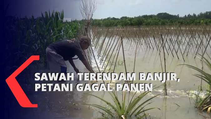 Sawah Rusak Terendam Banjir, Petani di Jember Gagal Panen