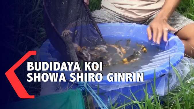 Budidaya Ulat Maggot, Mampu Kurangi Sampah Organik Budidaya Ulat Maggot, Mampu Kurangi Sampah Organik