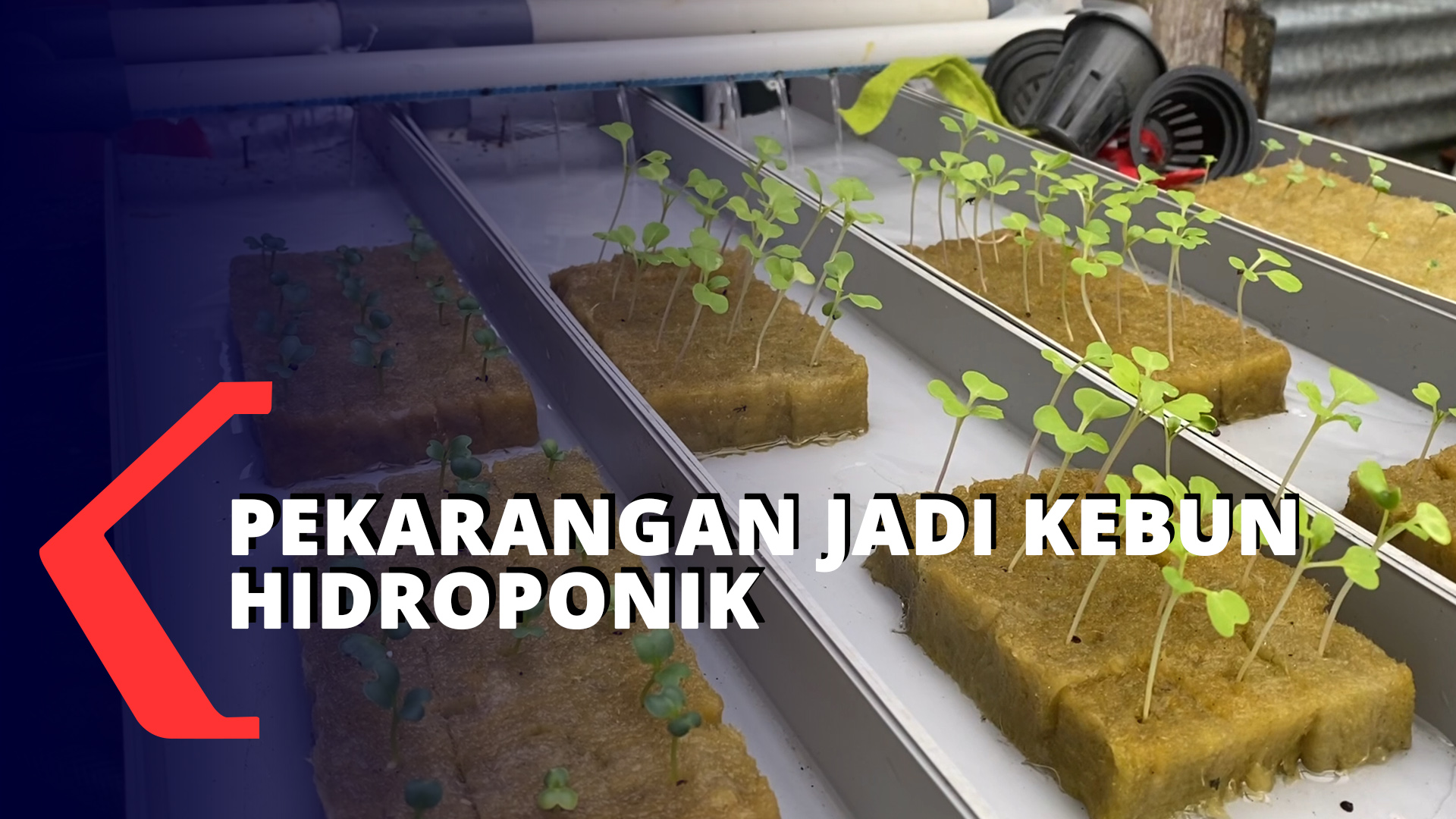 Video: Warga Sorong Manfaatkan Pekarangan Dengan Hidroponik