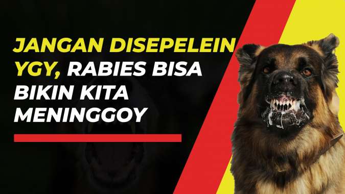 Mengenal Rabies: Penyakit 'Anjing Gila' yang Juga Bisa Datang dari ...