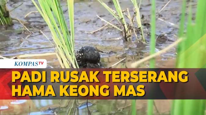 Pasca Terendam Banjir, Tanaman Padi Rusak Terserang Hama Keong Mas