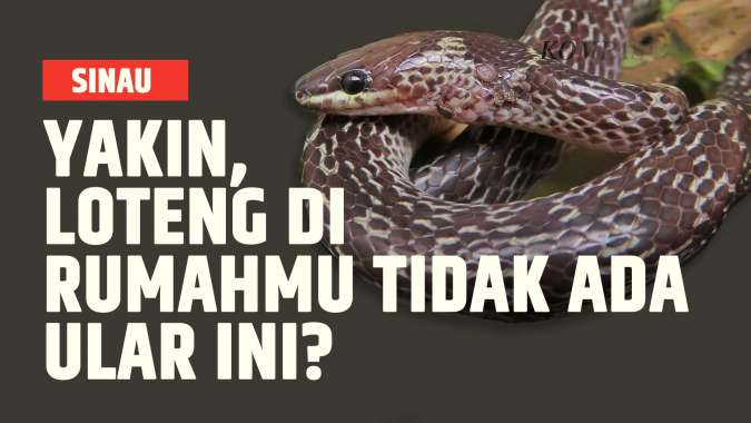 Mengenal Ular Cecak, Hewan yang Suka Berdiam di Loteng Rumah | SINAU