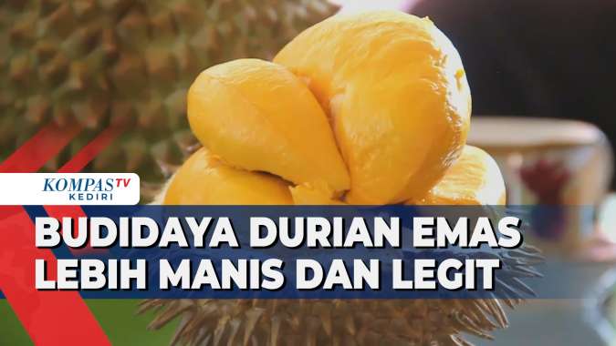 Budidaya Durian Emas Yang Rasanya Lebih Manis dan Legit