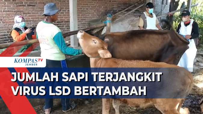 Jumlah Sapi Terjangkit Lumpy Skin Disease di Blitar Terus Bertambah
