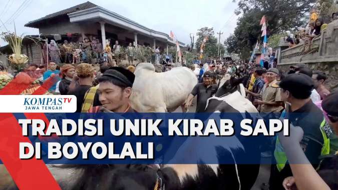 Tradisi Unik Kirab Sapi di Boyolali