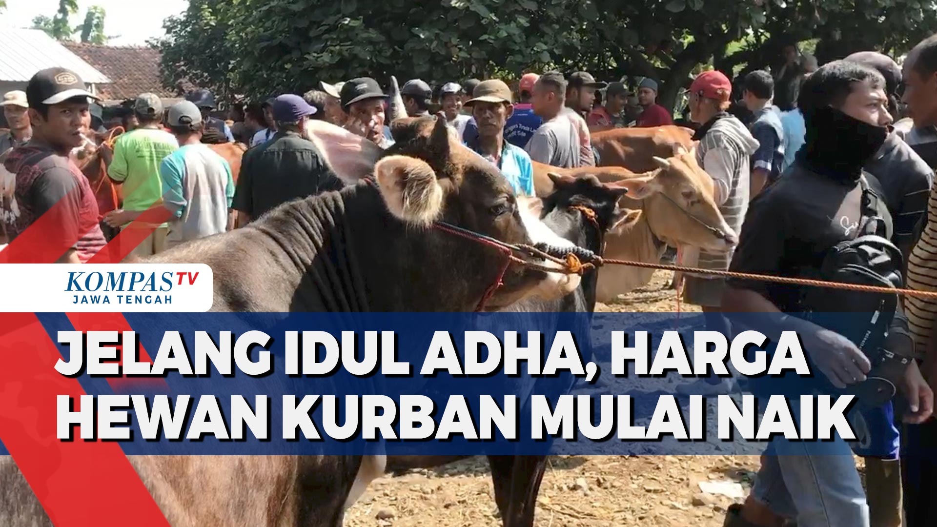 Video: Jelang Idul Adha, Harga Hewan Kurban Mulai Naik