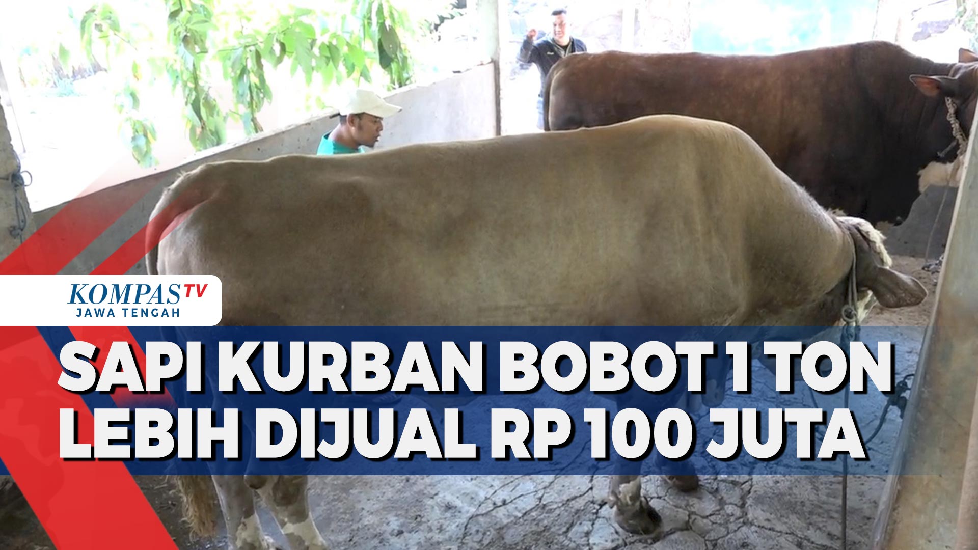 Video: Sapi Kurban Bobot 1 Ton Lebih Dijual Rp 100 Juta