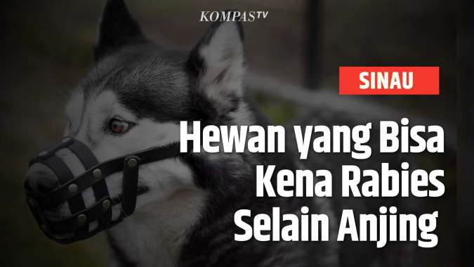 Deretan Hewan yang Rentan Kena Rabies| SINAU