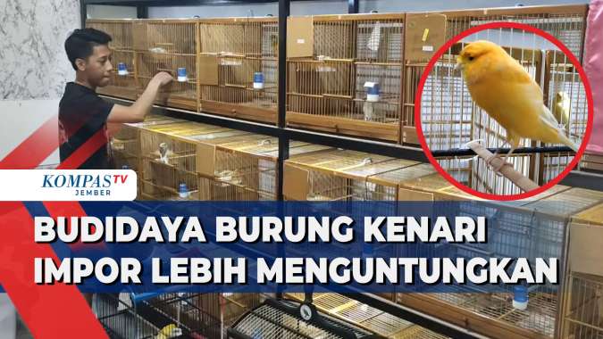Budidaya Burung Kenari Yorkshire atau Impor Asal Italia Lebih Menguntungkan