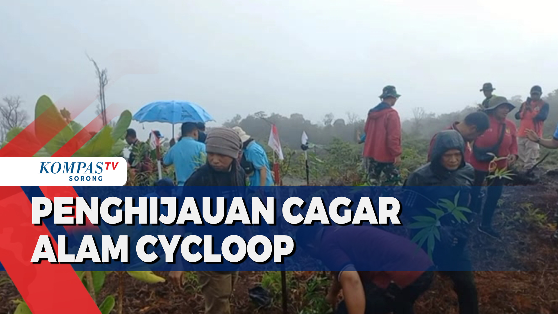 Video: Pemprov Papua Tanam 78.000 Pohon Bambu di Cagar Alam Cycloop