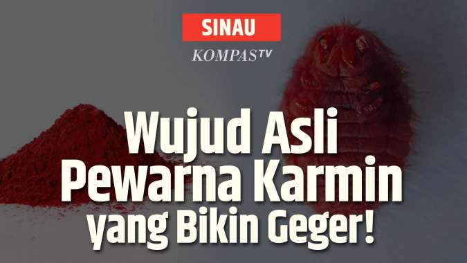Geger soal Bahan Pewarna Karmin dari Serangga, Begini Penampakannya ...