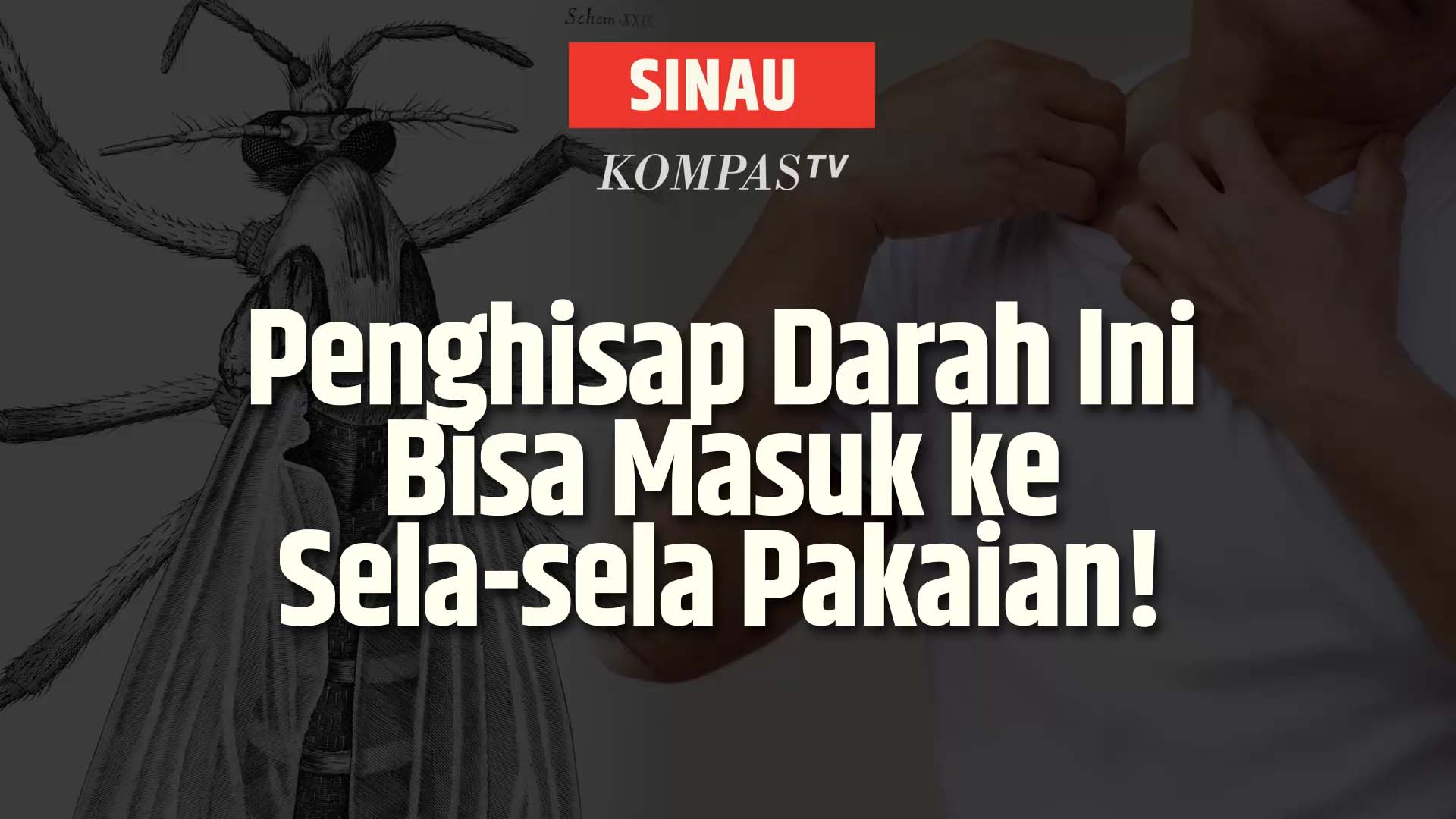 Video: Awas Gigitan Agas, Serangga Kecil Mirip Nyamuk yang Menyakitkan ...