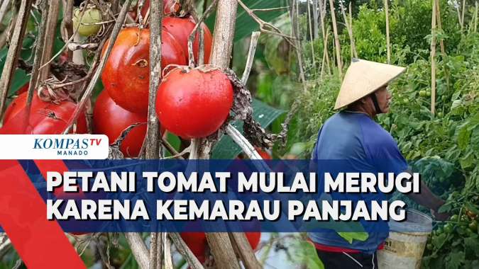 Musim Kemarau, Petani Tomat Merugi