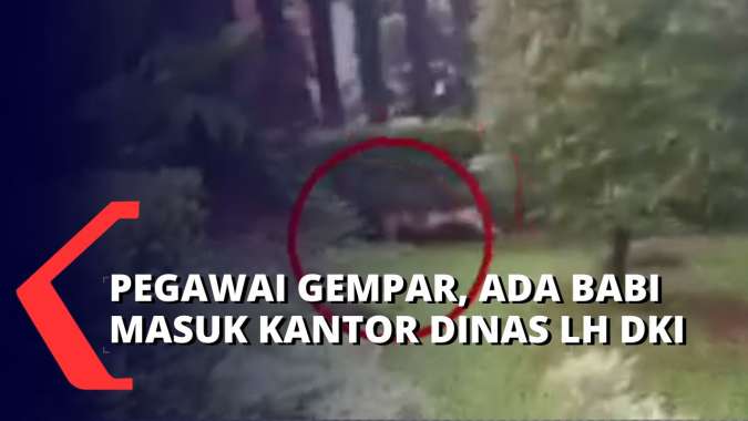 Heboh! Detik-Detik Seekor Babi Terobos Masuk Ruang Kerja Kantor Dinas ... Heboh! Detik-Detik Seekor Babi Terobos Masuk Ruang Kerja Kantor Dinas ...