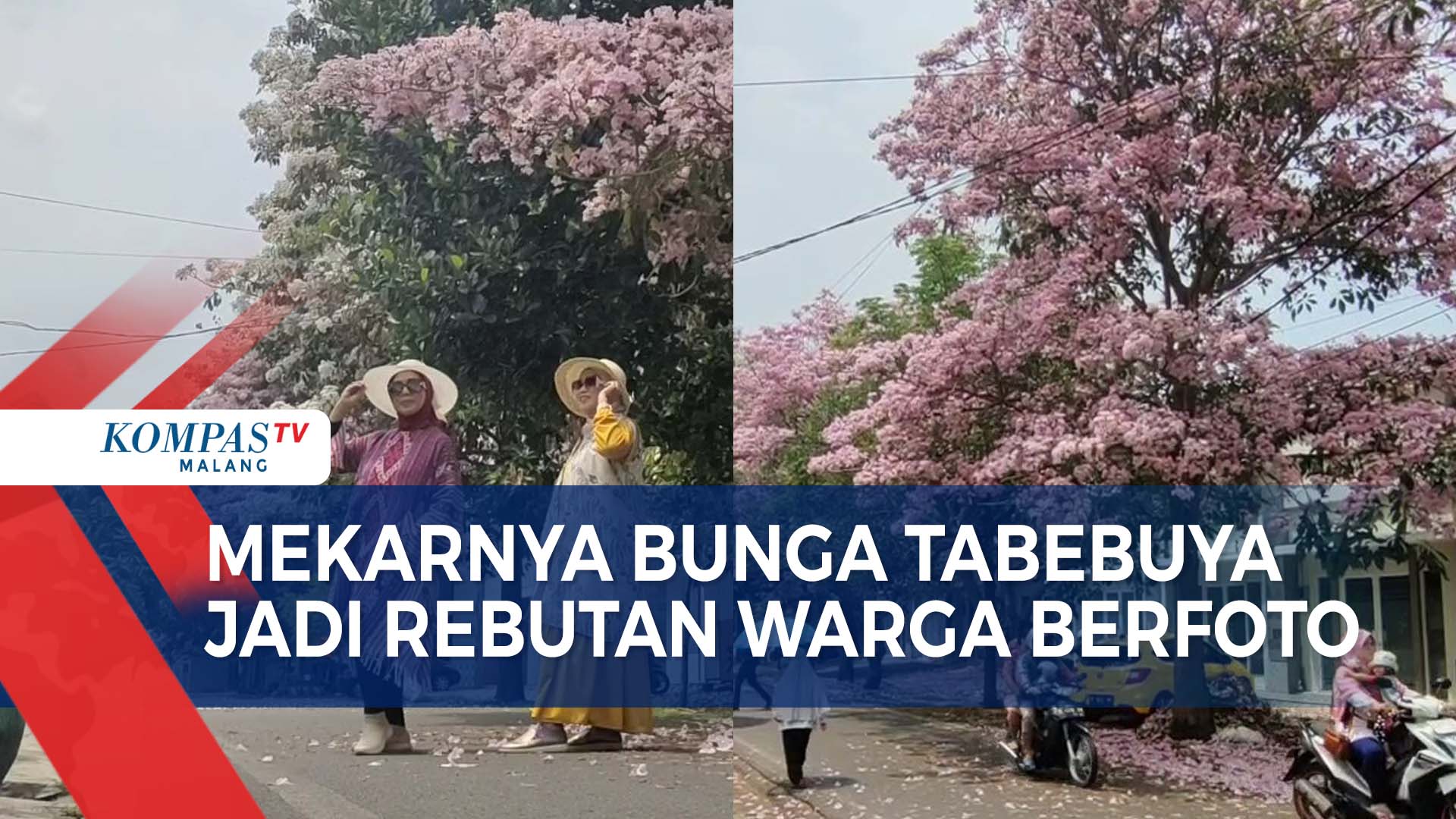 Video: Indahnya Bunga Tabebuya yang Bermekaran, Bikin Kota Malang Makin ...