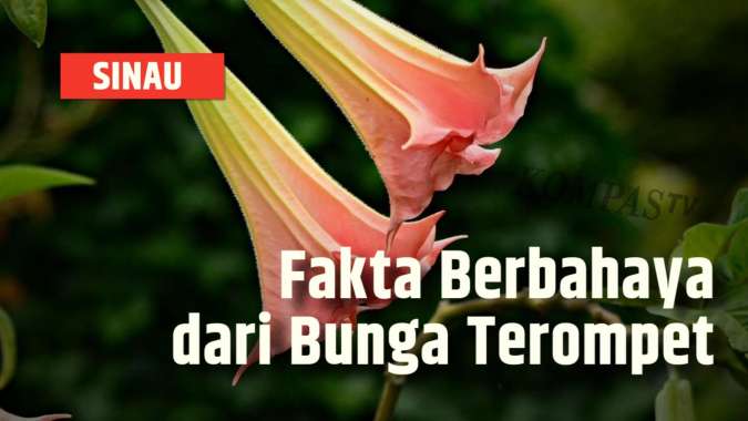 Fakta Berbahaya Bunga Terompet yang Orang Belum Banyak Tahu | SINAU