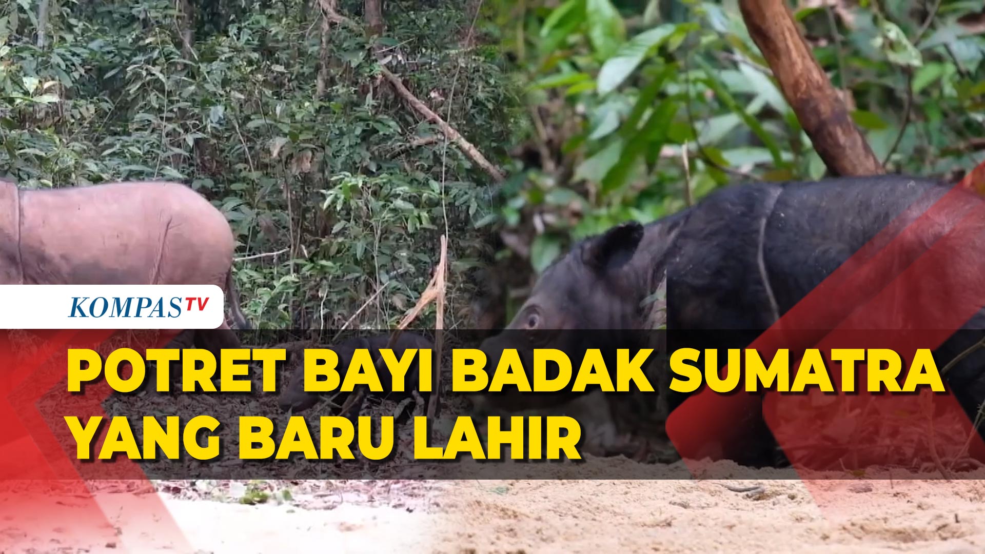 Video: Penampakan Bayi Badak Sumatra Langka yang Lahir di Taman ...