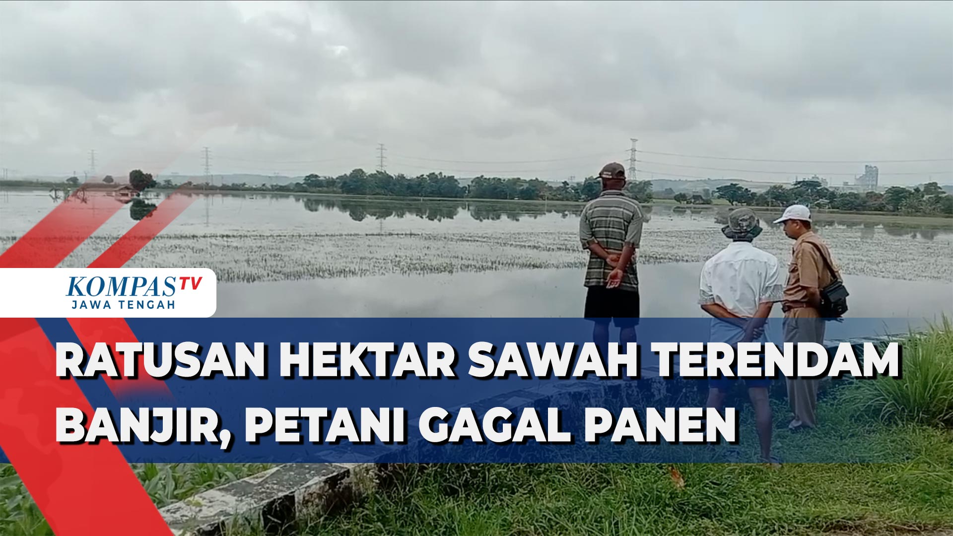Video: Ratusan Hektar Sawah Terendam Banjir, Petani Gagal Panen