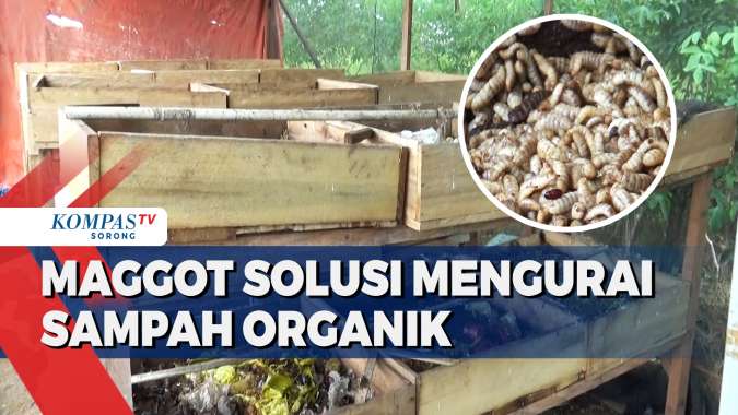 Dinas LHKP Mulai Gunakan Cara Budidaya Maggot Tangani Masalah Sampah ...
