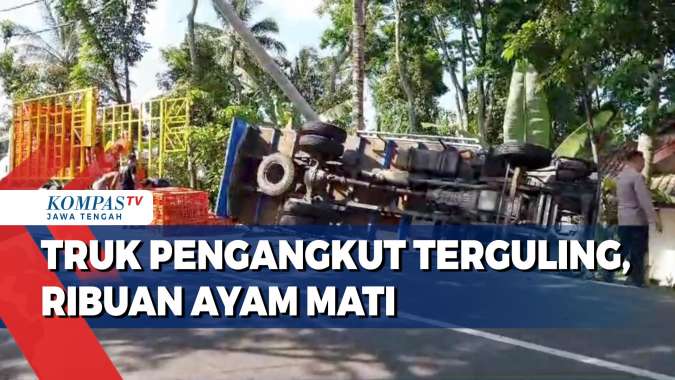 Truk Pengangkut Ayam Terguling, Ribuan Ayam Mati