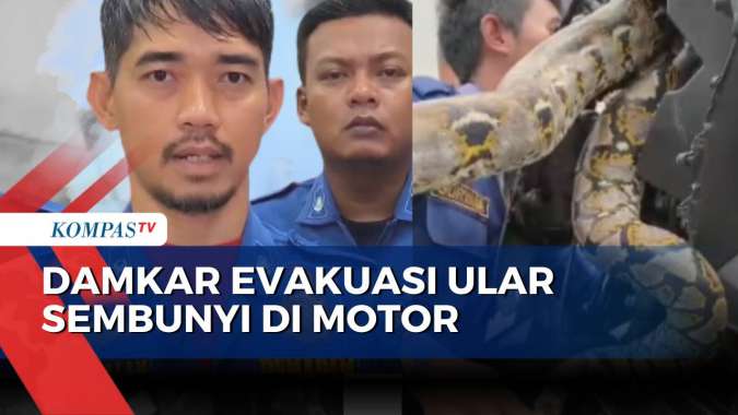 Heboh! Evakuasi Dramatis Ular 4 Meter dari Dalam Motor di Tangsel ...